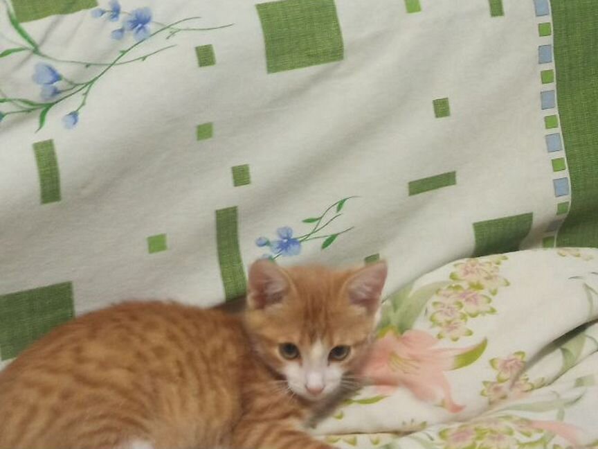 Отдам кота в добрые руки