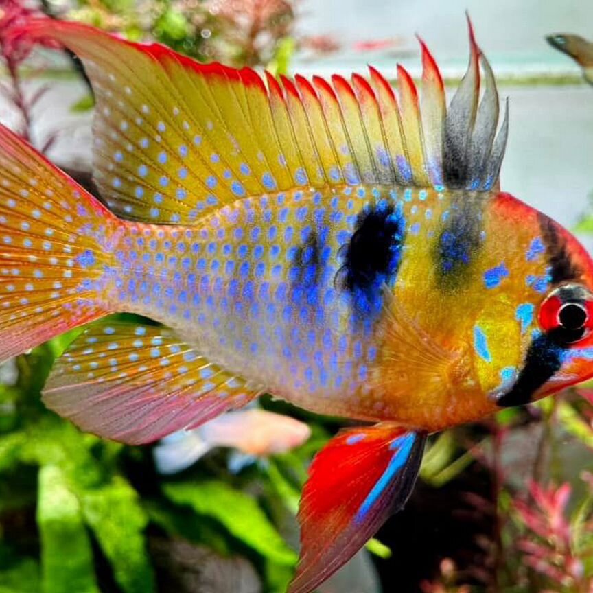 Апистограмма рамирези