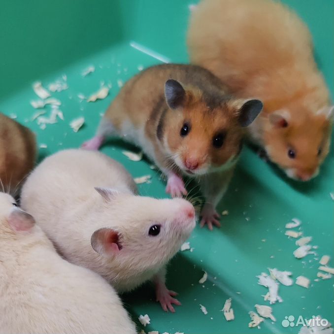 Сирийские Ангорские Хомяки Чудесные Малыши