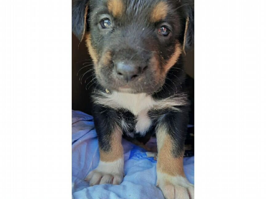 Щенок 4 недели мальчик