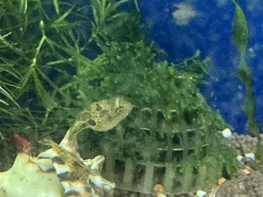 Карликовый тетрадон