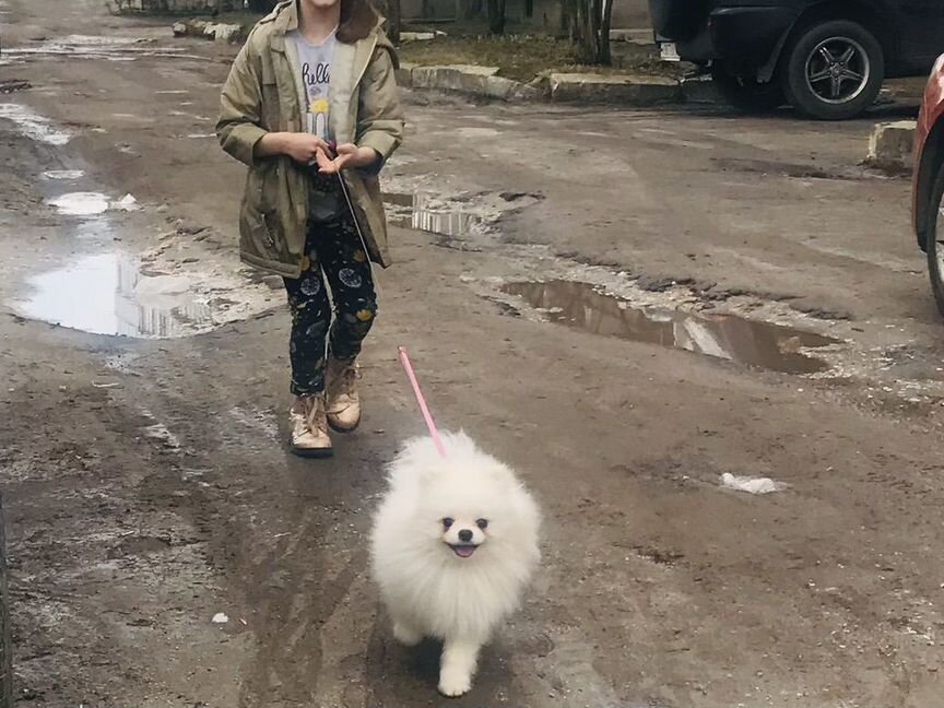 Собака