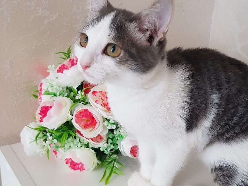 Котик Тимошка