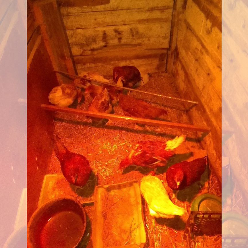 Куры молодки несушки