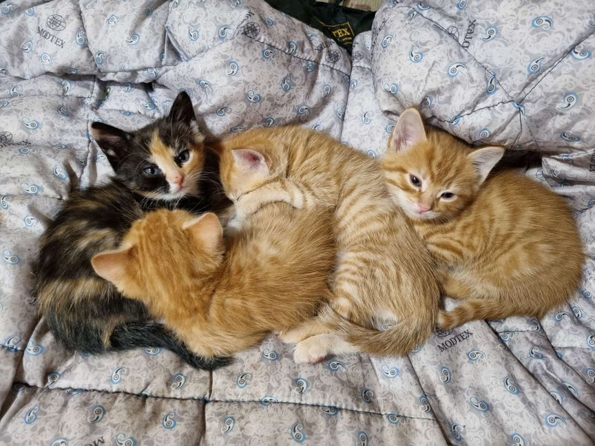 Котята в добрые руки