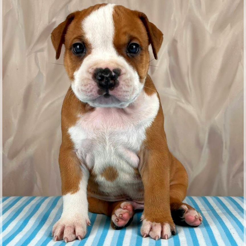 Американский стаффордширский терьер, щенок