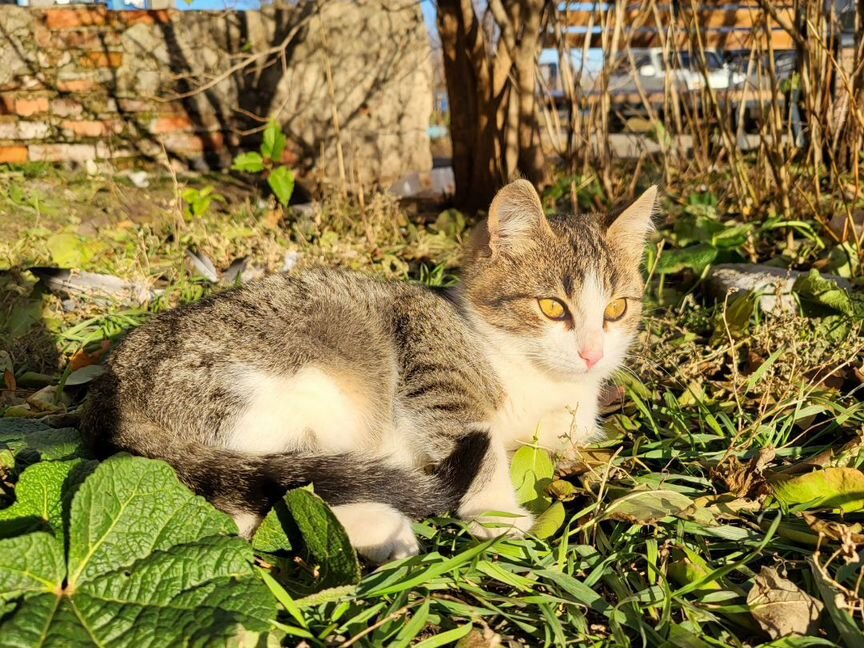 Котенок
