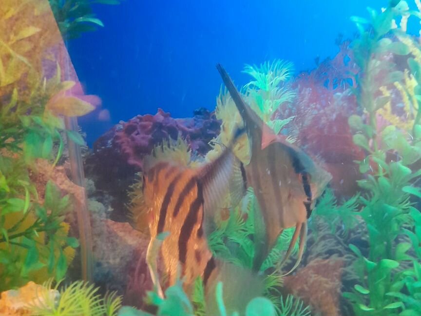 Аквариумные рыбки