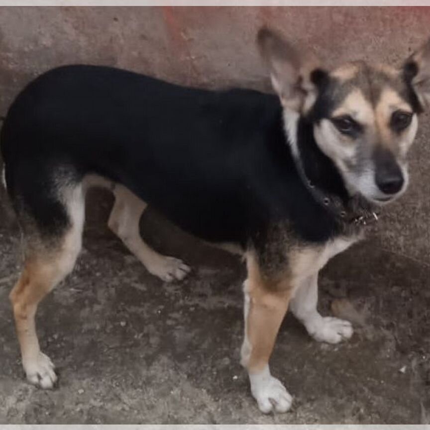 Взрослая собака в добрые руки