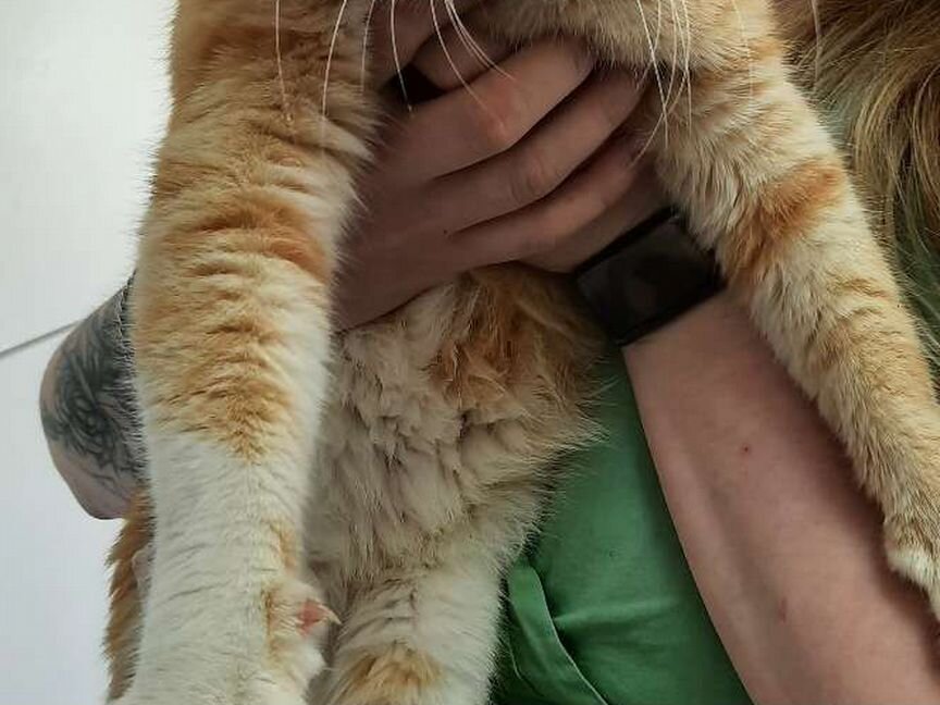 Кот на доживание