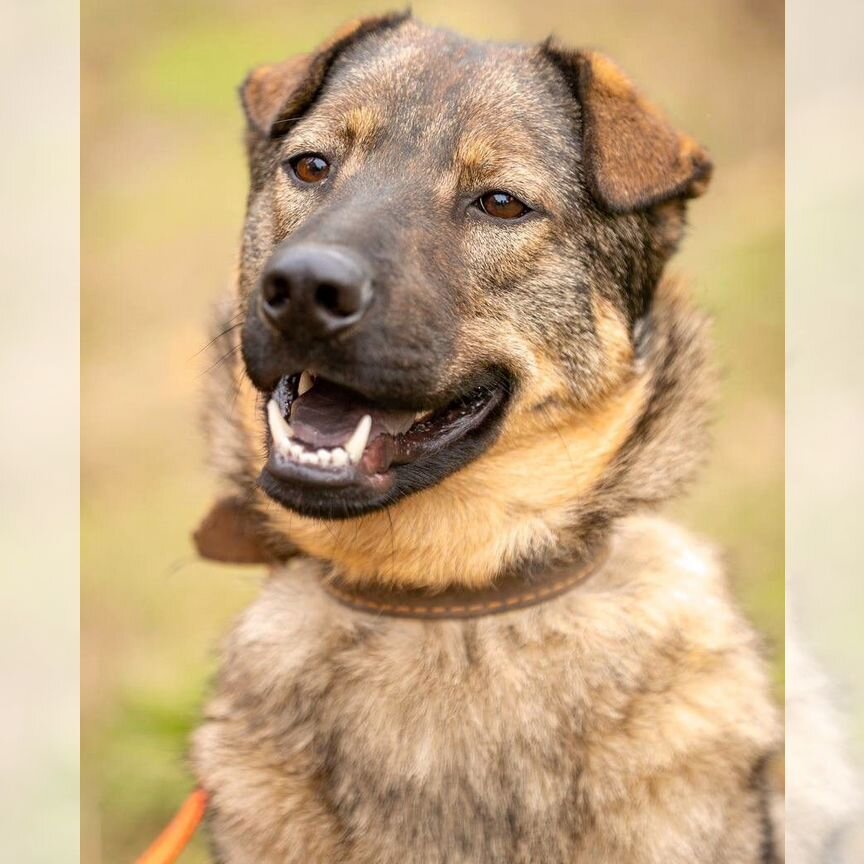 Собака в дар