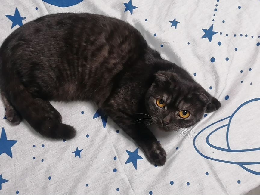 Шотландская вислоухая