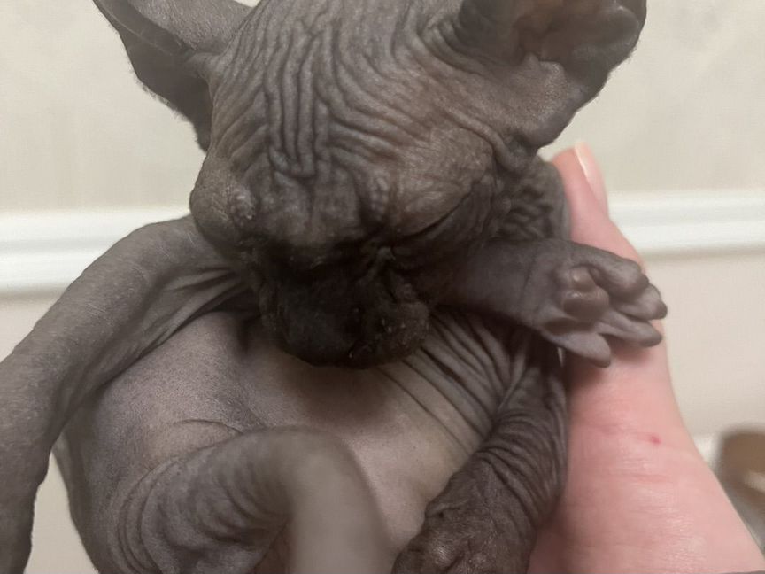 Котенок сфинкс эльф