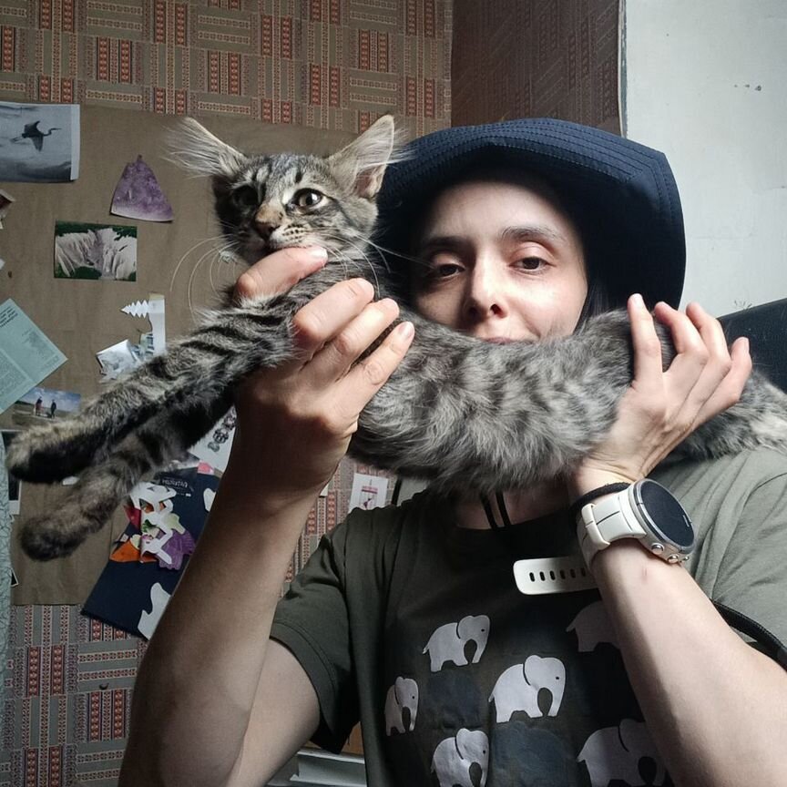 Котенок 4 мес