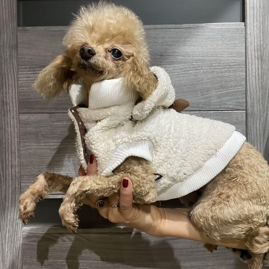 Той-пудель, взрослая собака