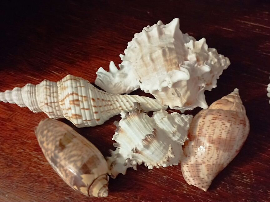 Морские ракушки раковины средние размеры