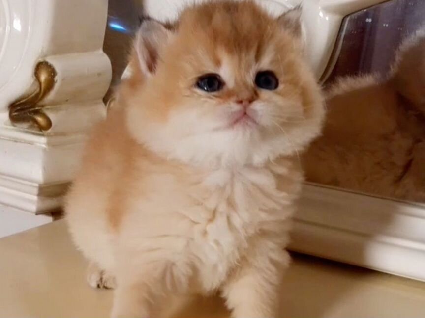 Котик золотая шиншилла