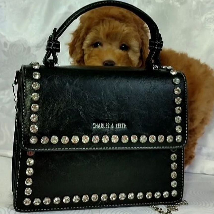 Той-пудель, щенок