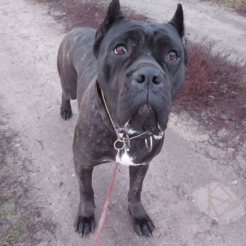 Кане-корсо, взрослая собака