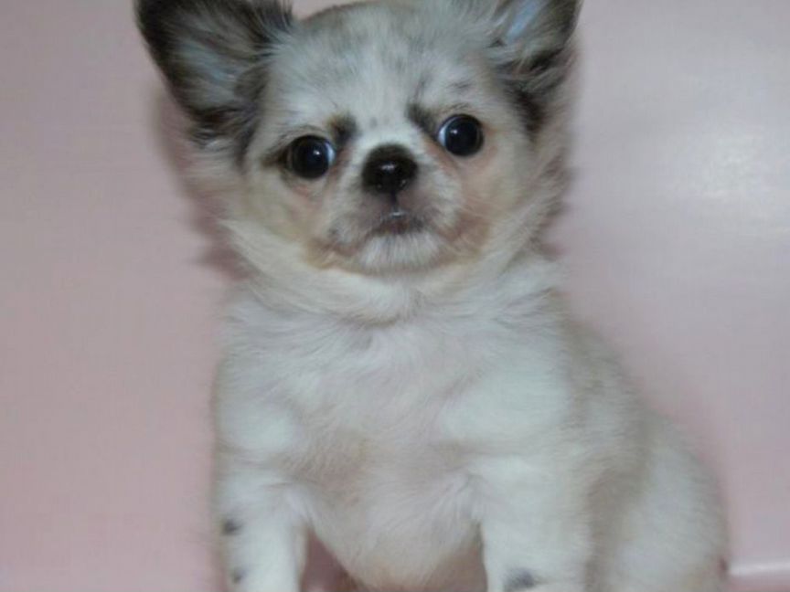 Самый сладкий )