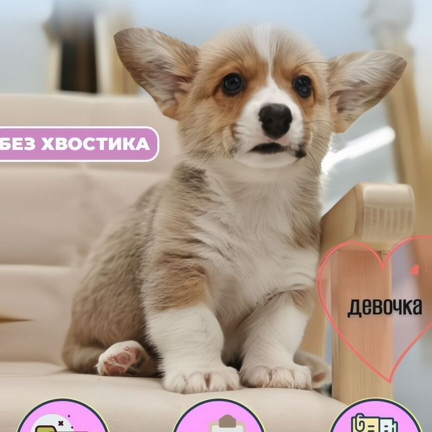 Вельш Корги Пемброк, щенок