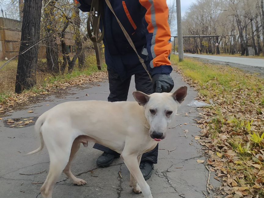 Тайский риджбек в добрые руки