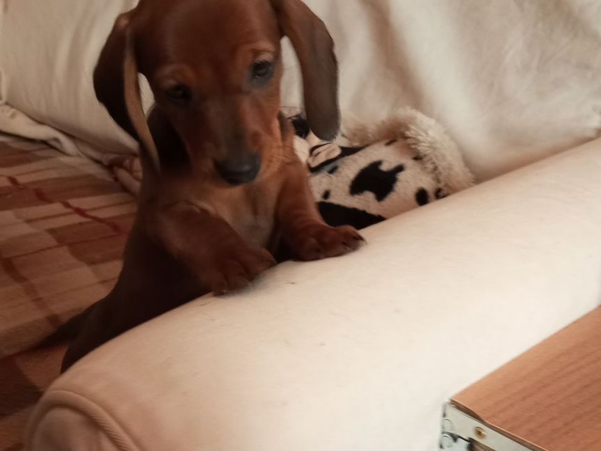 Собаки щенки таксы