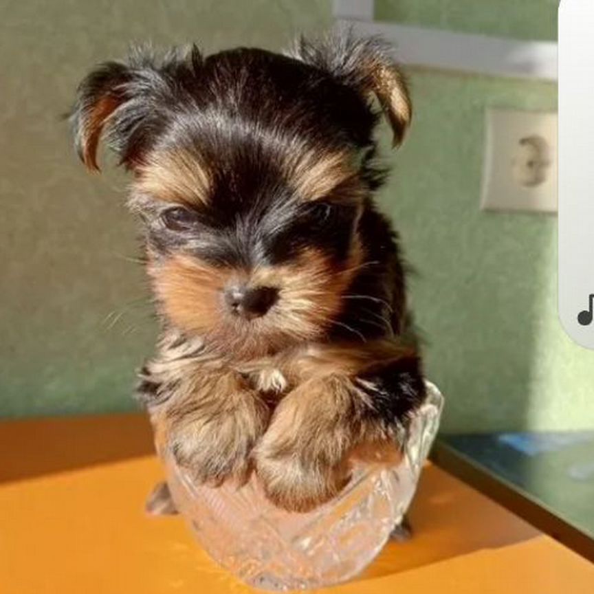 Йоркширский терьер, щенок