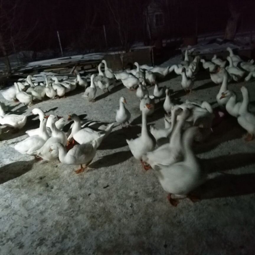 Продаю гусей