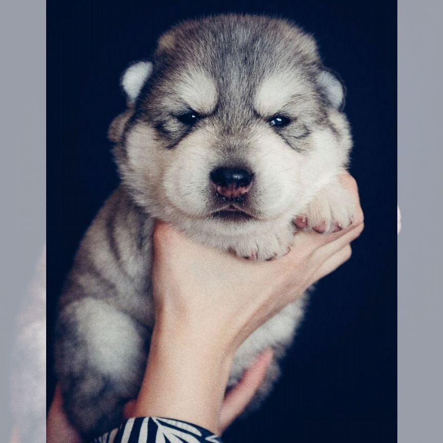 Сибирский хаски, щенок