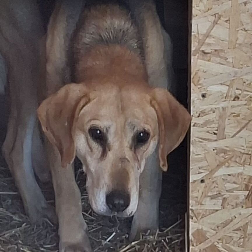 Русская гончая, взрослый пёс