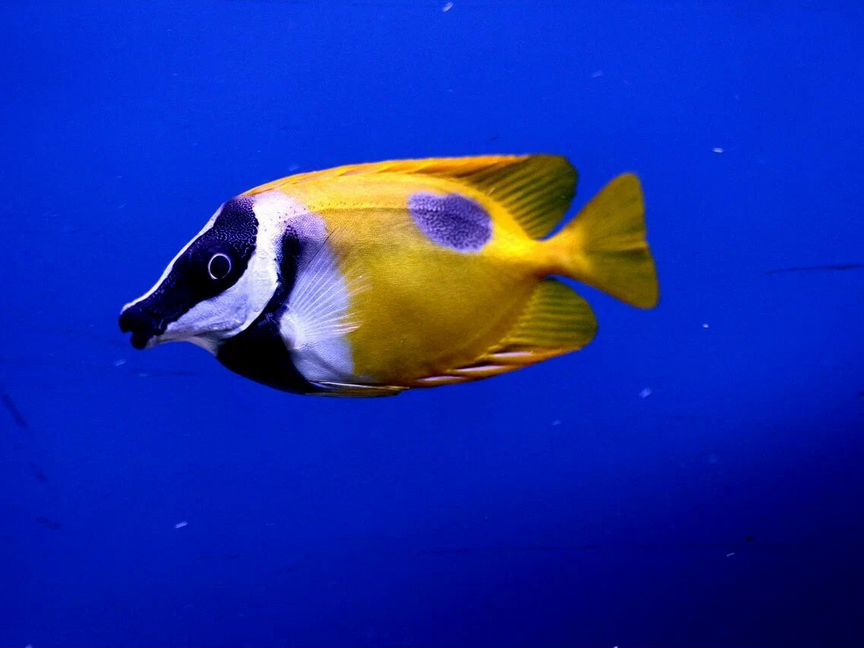 Рыбка Лисица желтая