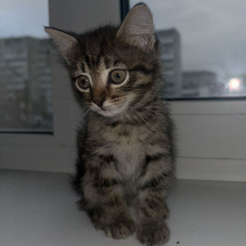 Котёнок в добрые руки