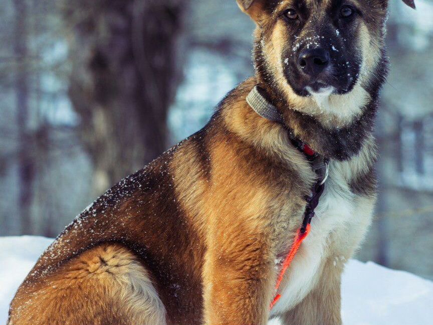 Малыш Барни в поисках дома