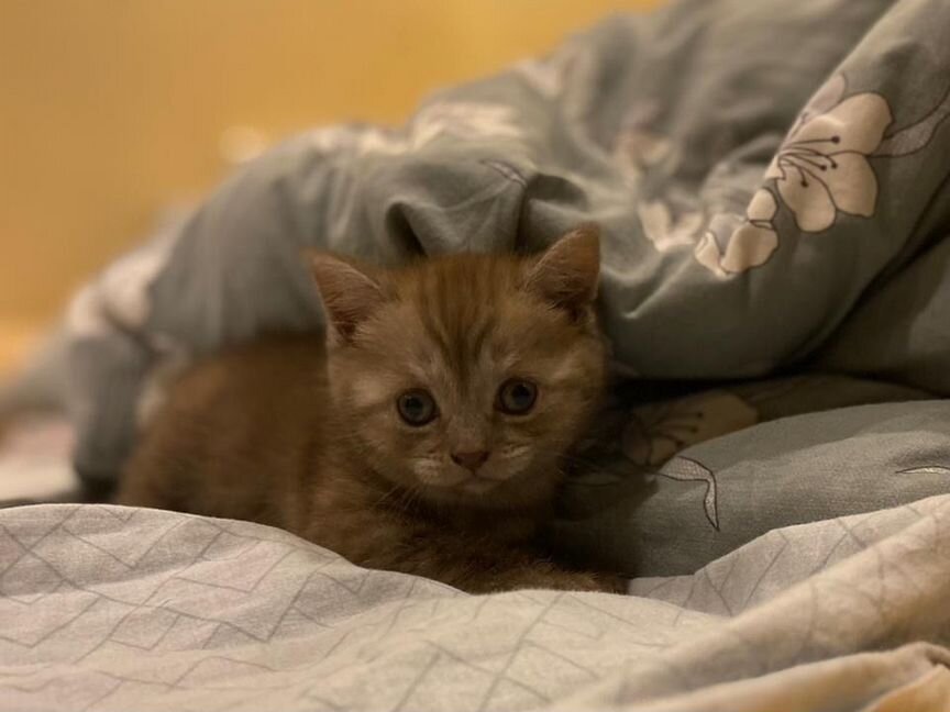 Шотланский котенок шоколадный