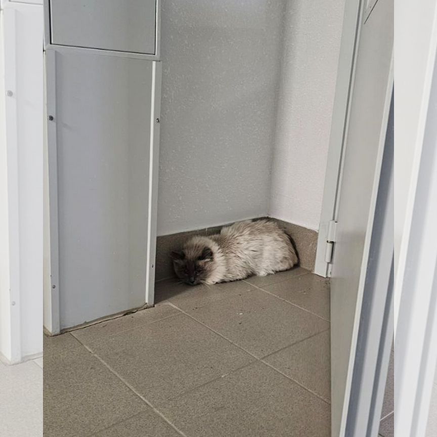 Котик потеряшка