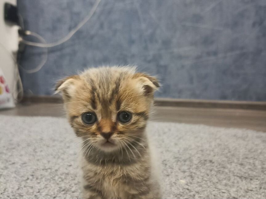 Шотландские котята