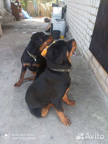 Щенки ротвейлера7 месяцев
