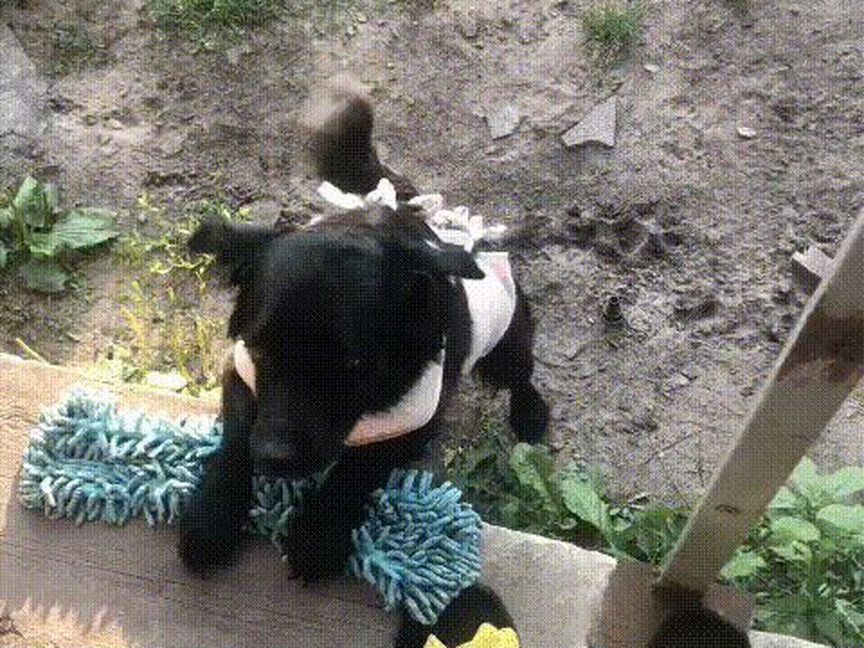 Собачка черной масти бесплатно