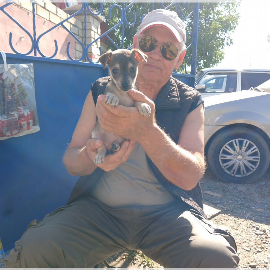 Пинчеренок щеночек