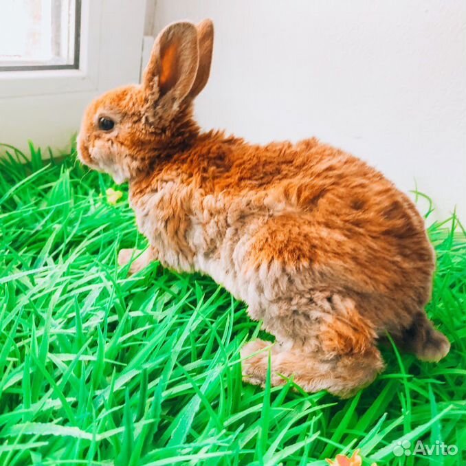 Королевский карликовый кролик - супер маленький