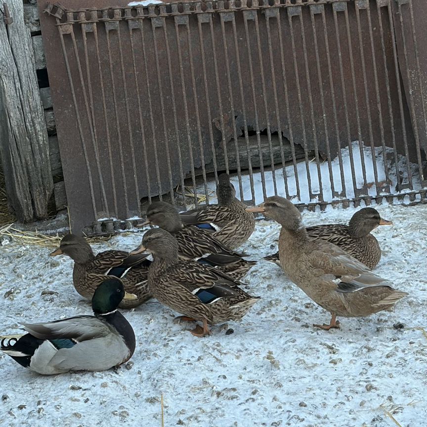 Утки подсадные