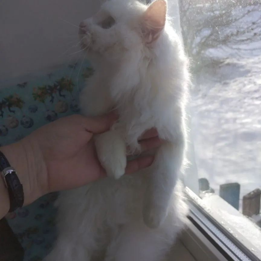 Котёнок