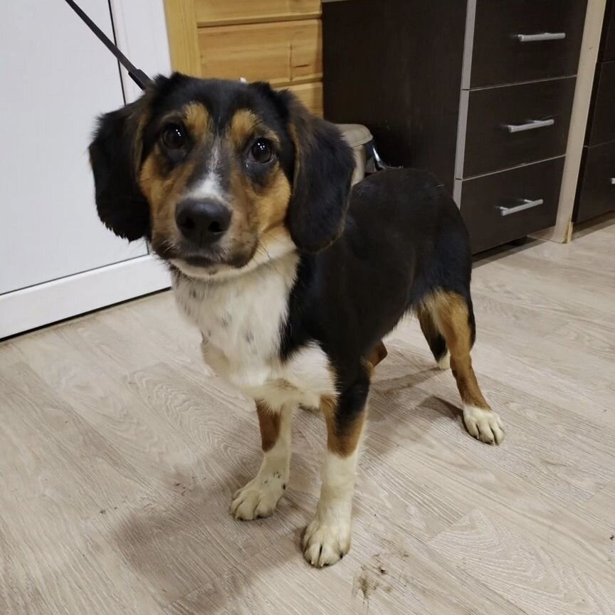 Щенок маленькой собачки Жасминка