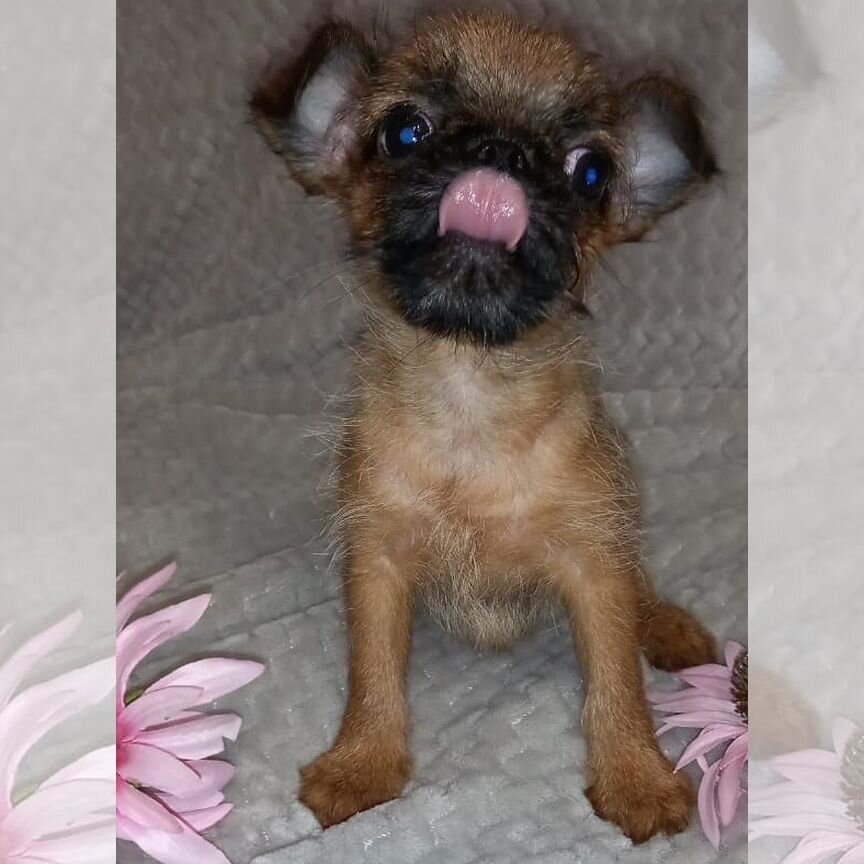 Любвиобильный мальчик