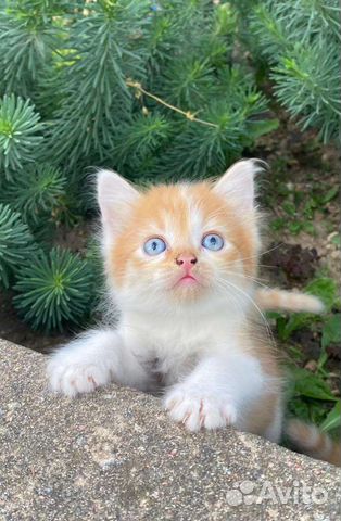 Котёнок Майк в добрые руки