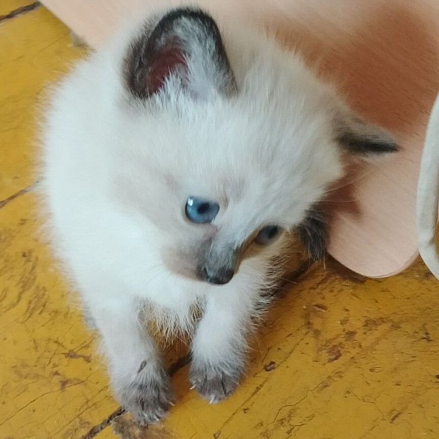 Британский короткошёрстный котёнок