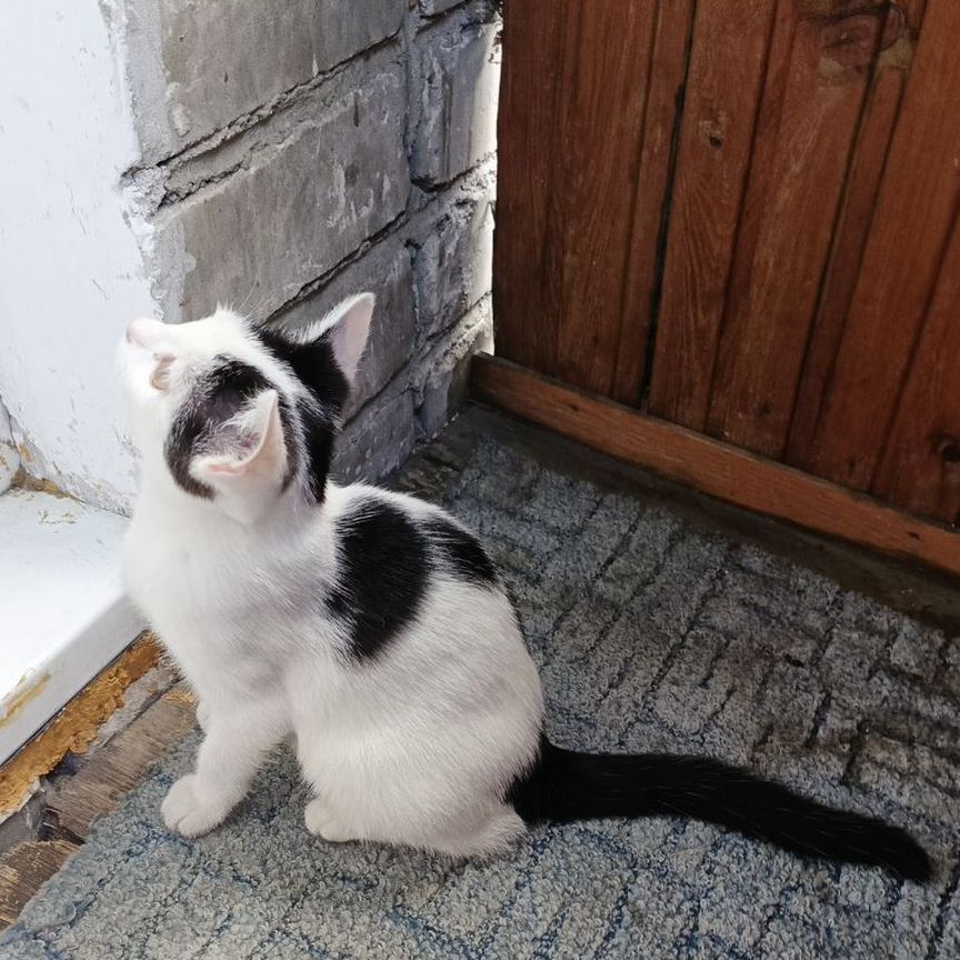 Котёнок