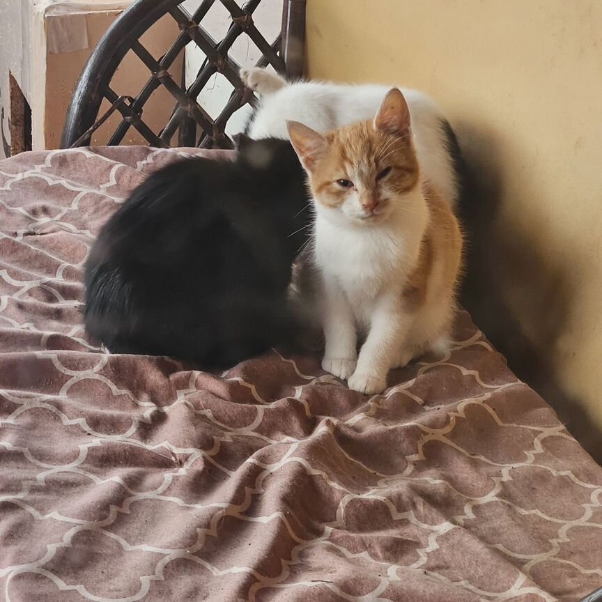 Ищут дом котята