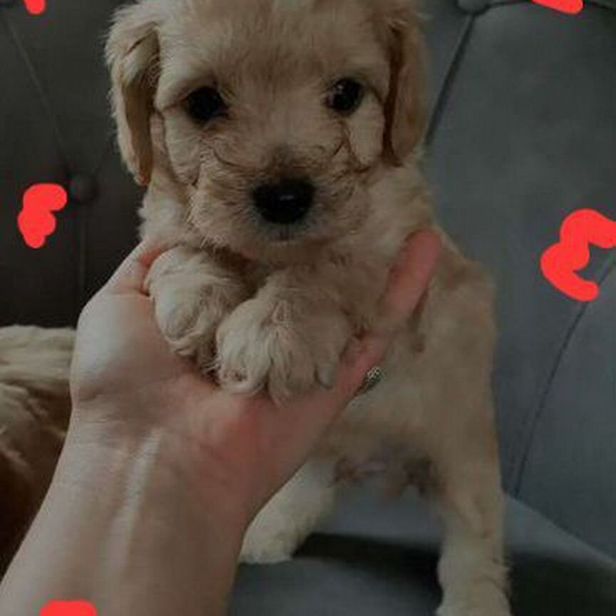 Щенки мальтипу